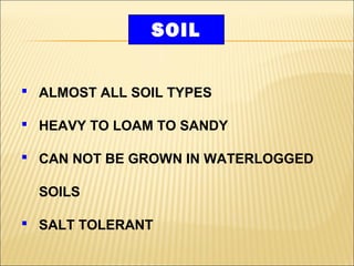 Barley (presentation) | PPT