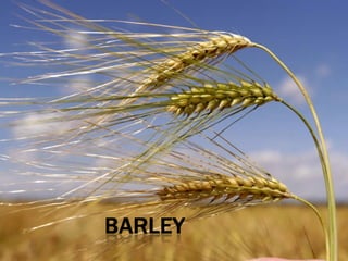 Barley (presentation) | PPT