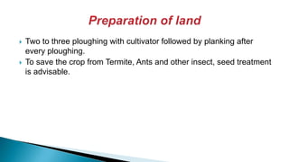 Barley seed production | PPTX