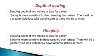 Barley seed production | PPTX