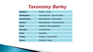 Barley seed production | PPTX