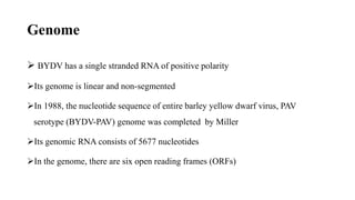 Barley yellow dwarf virus | PPTX