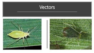 Barley yellow dwarf virus | PPTX