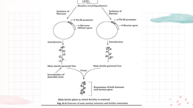 Barnase and bartar system | PPTX