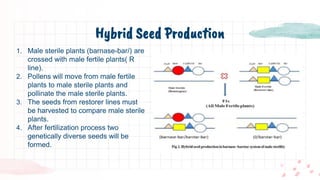 Barnase and bartar system | PPTX