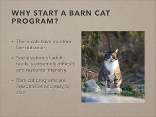 Running a Successful Barn Cat Program | PPT