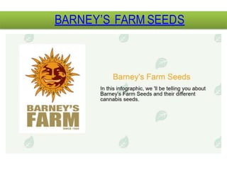 Barney's Farm Seeds | Marijuana Seeds | Best Cannabis Seeds Online | PPT
