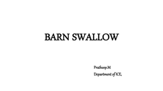 Barn swallow | PPTX