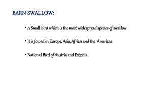 Barn swallow | PPTX