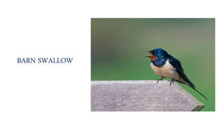 Barn swallow | PPTX