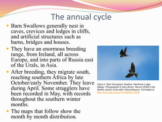 Barn Swallow Seasonality - SABAP2 | PPT