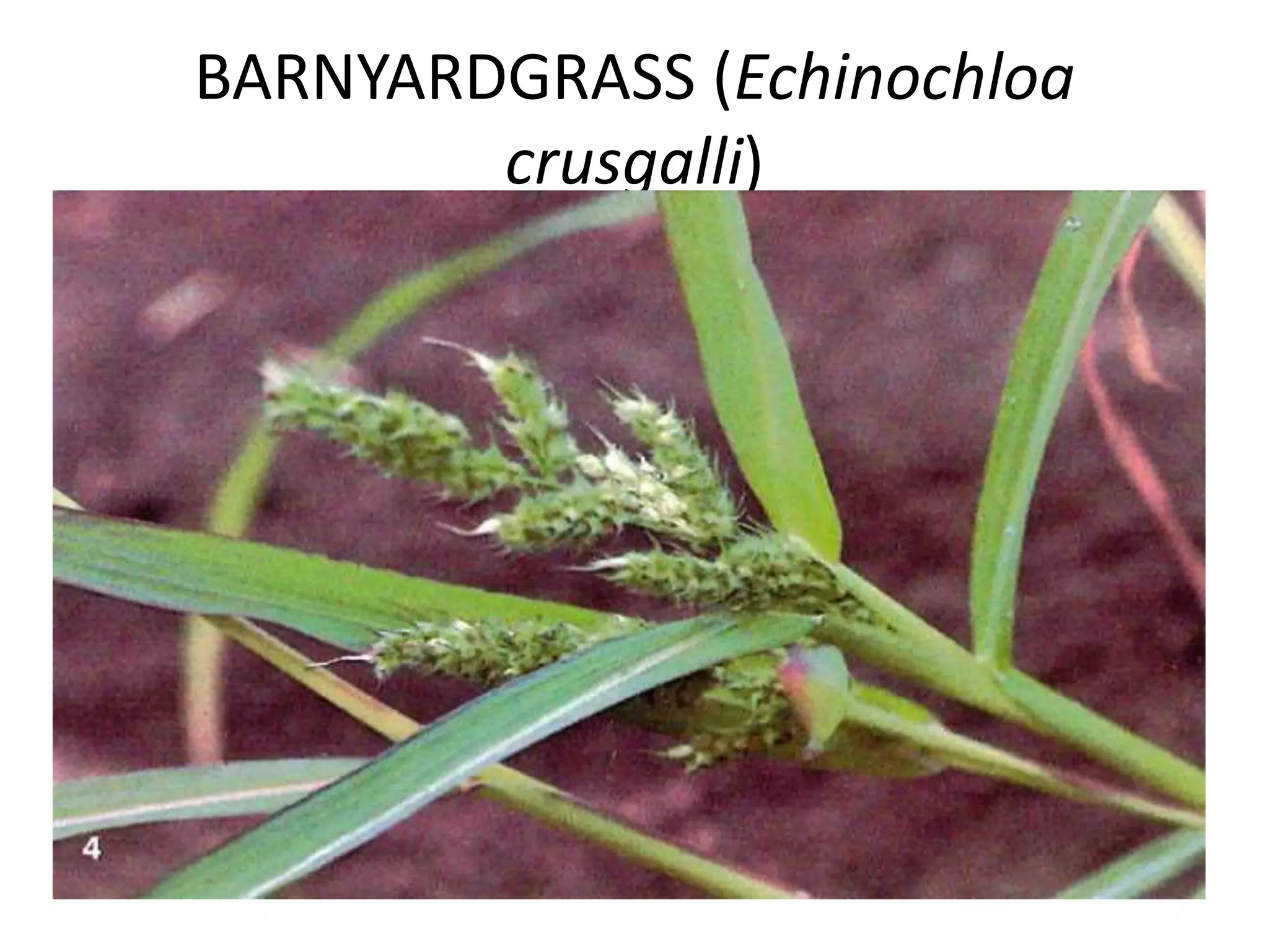 Barnyardgrass (echinochloa crusgalli) in paddy rice | PPTX