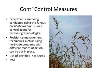 Barnyardgrass (echinochloa crusgalli) in paddy rice | PPTX