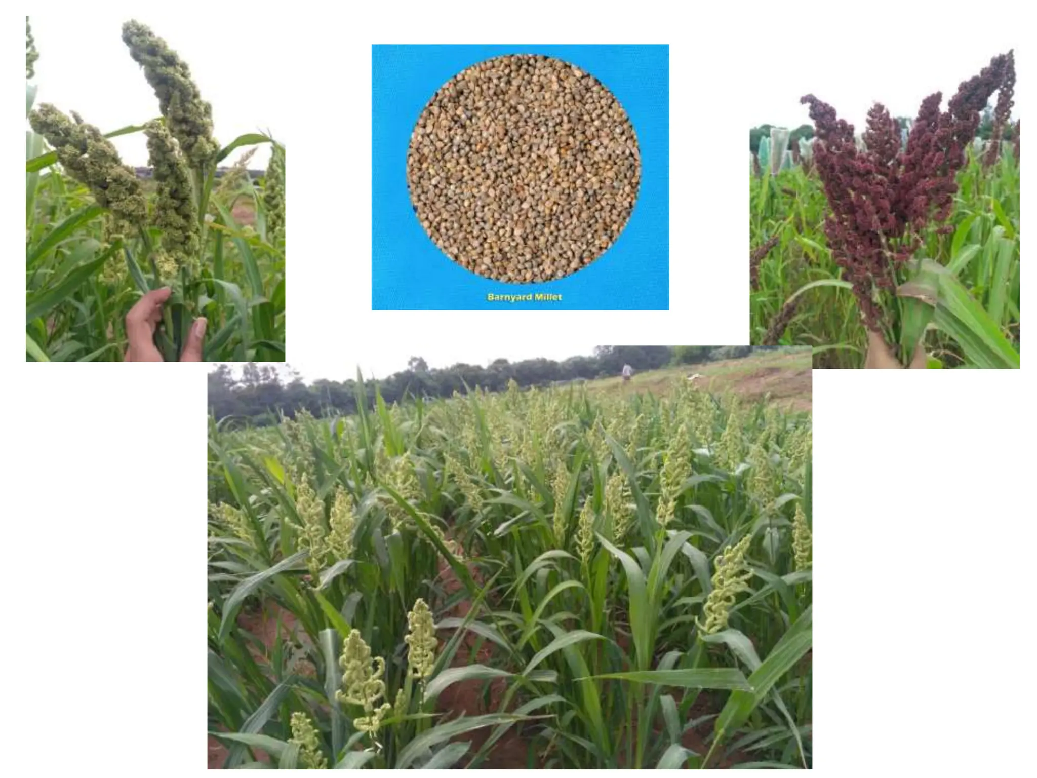 BARNYARD MILLET CULTIVATION PRACTICES IN KORAPUT | PPT