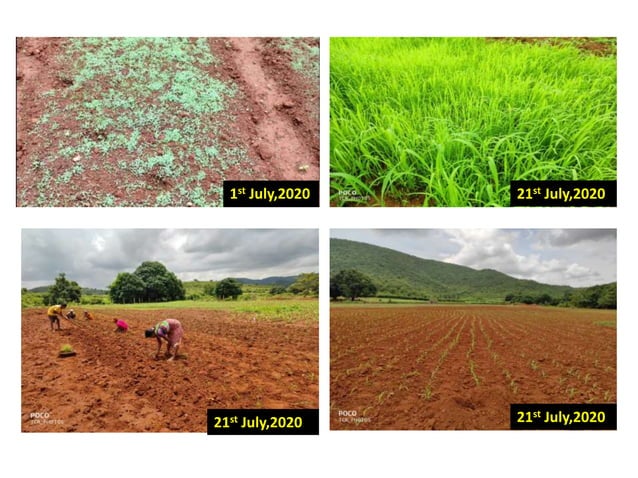 BARNYARD MILLET CULTIVATION PRACTICES IN KORAPUT | PPT