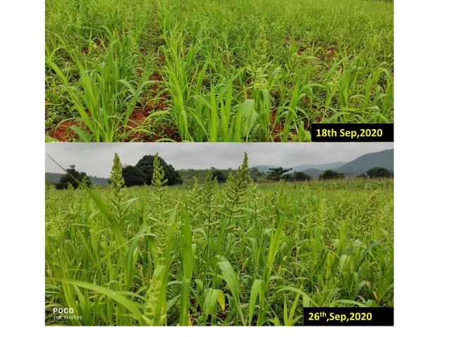 BARNYARD MILLET CULTIVATION PRACTICES IN KORAPUT | PPT