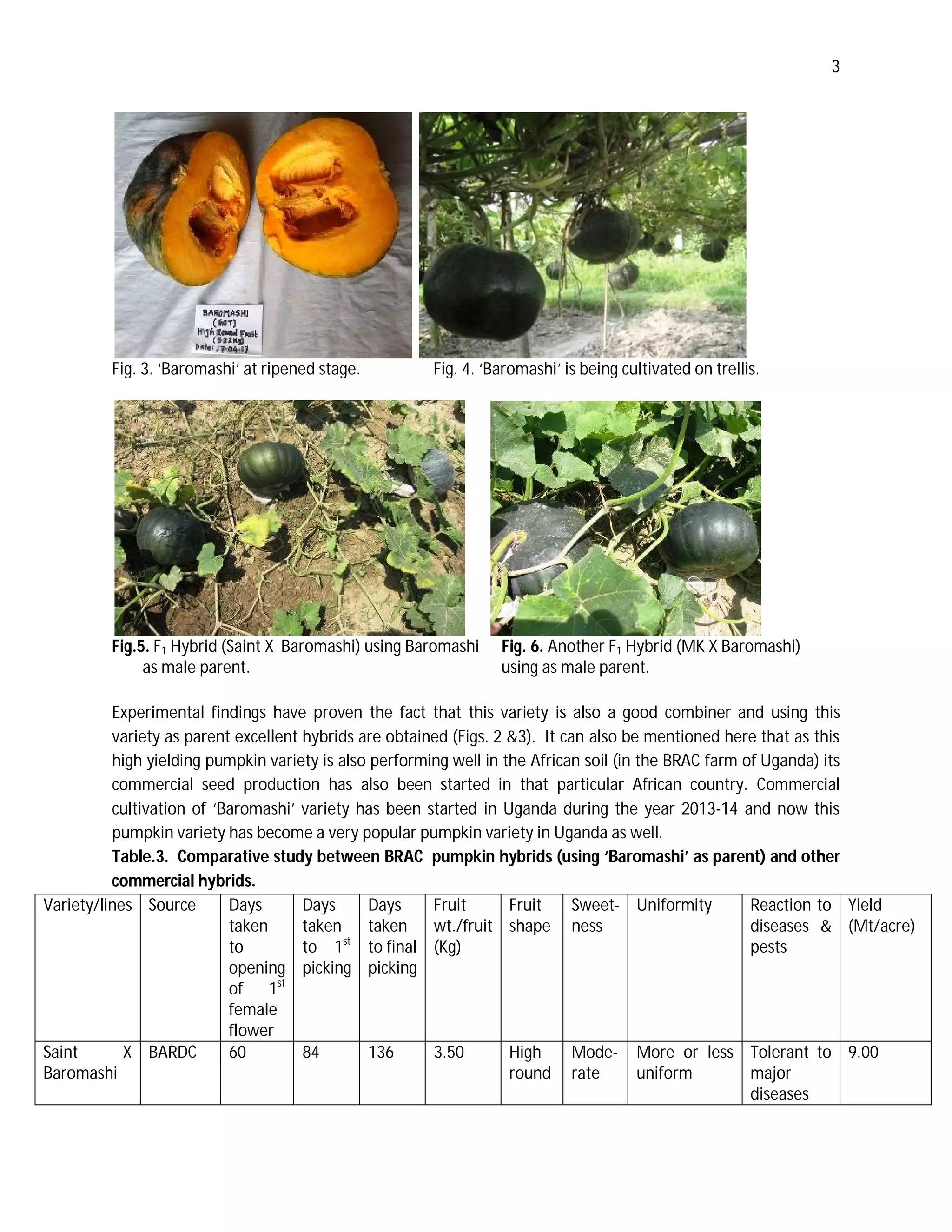 'Baromashi' - an excellent pumpkin variety developed by BRAC ...