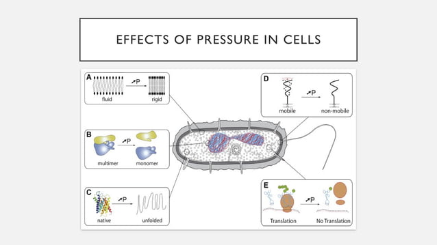 Barophiles or piezophile - (extremophile). pptx | PPTX | Biological ...