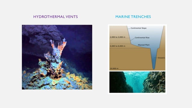 Barophiles or piezophile - (extremophile). pptx | PPTX | Biological ...