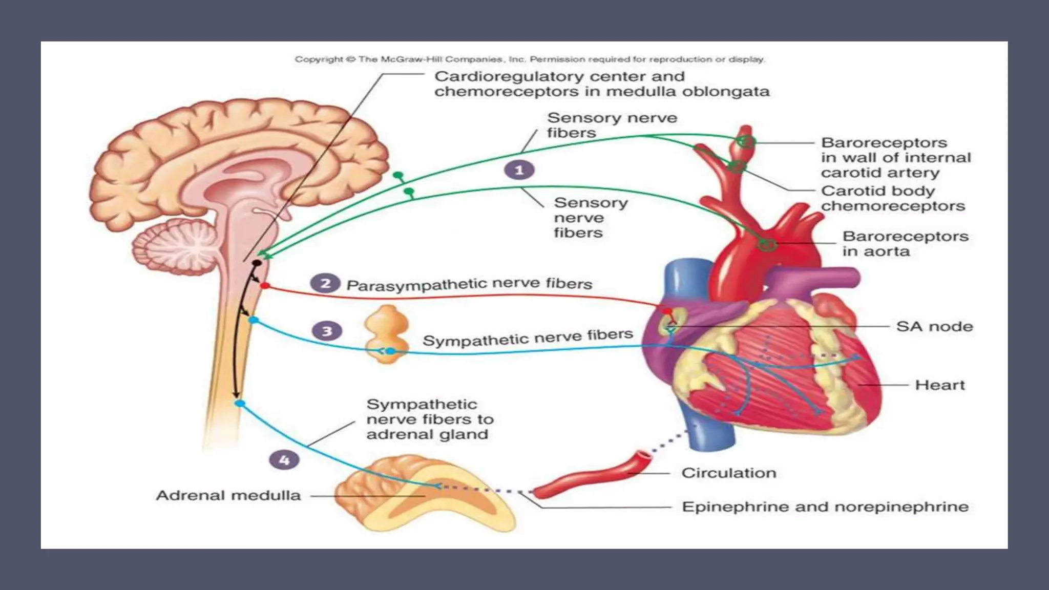 Baroreceptor Reflex Mechanism | PPTX