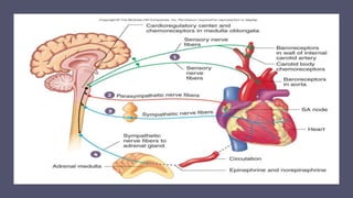 Baroreceptor Reflex Mechanism | PPT