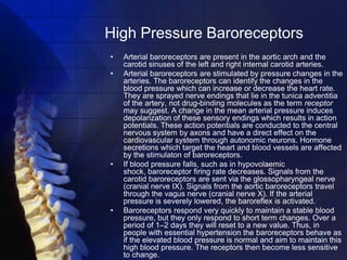 What are baroreceptors store