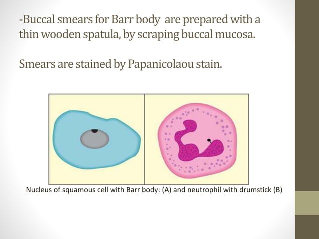 BARR BODY.pptx | Genetics | Science