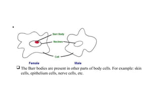 Barr body ppt.pptx, for Dmlt, nursing students | PPTX