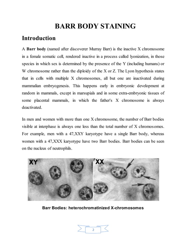 Barr Body Staining | DOCX | Reproductive Health | Diseases and Conditions