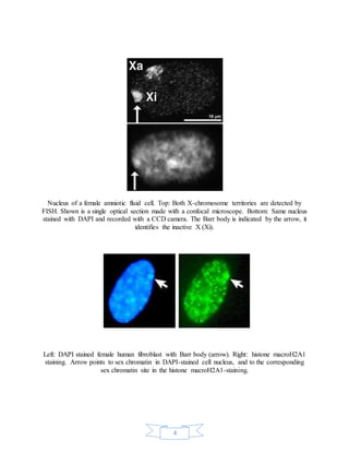 Barr Body Staining | DOCX