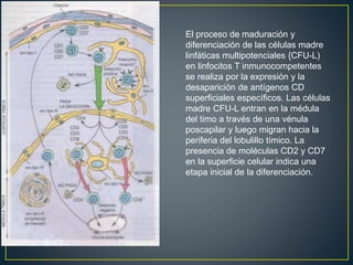 Barrera hemato-timica y educación de linfocitos T.pptx