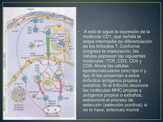 Barrera hemato-timica y educación de linfocitos T.pptx