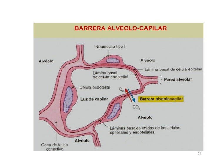 Histología Barrera Alvéolo-Capilar