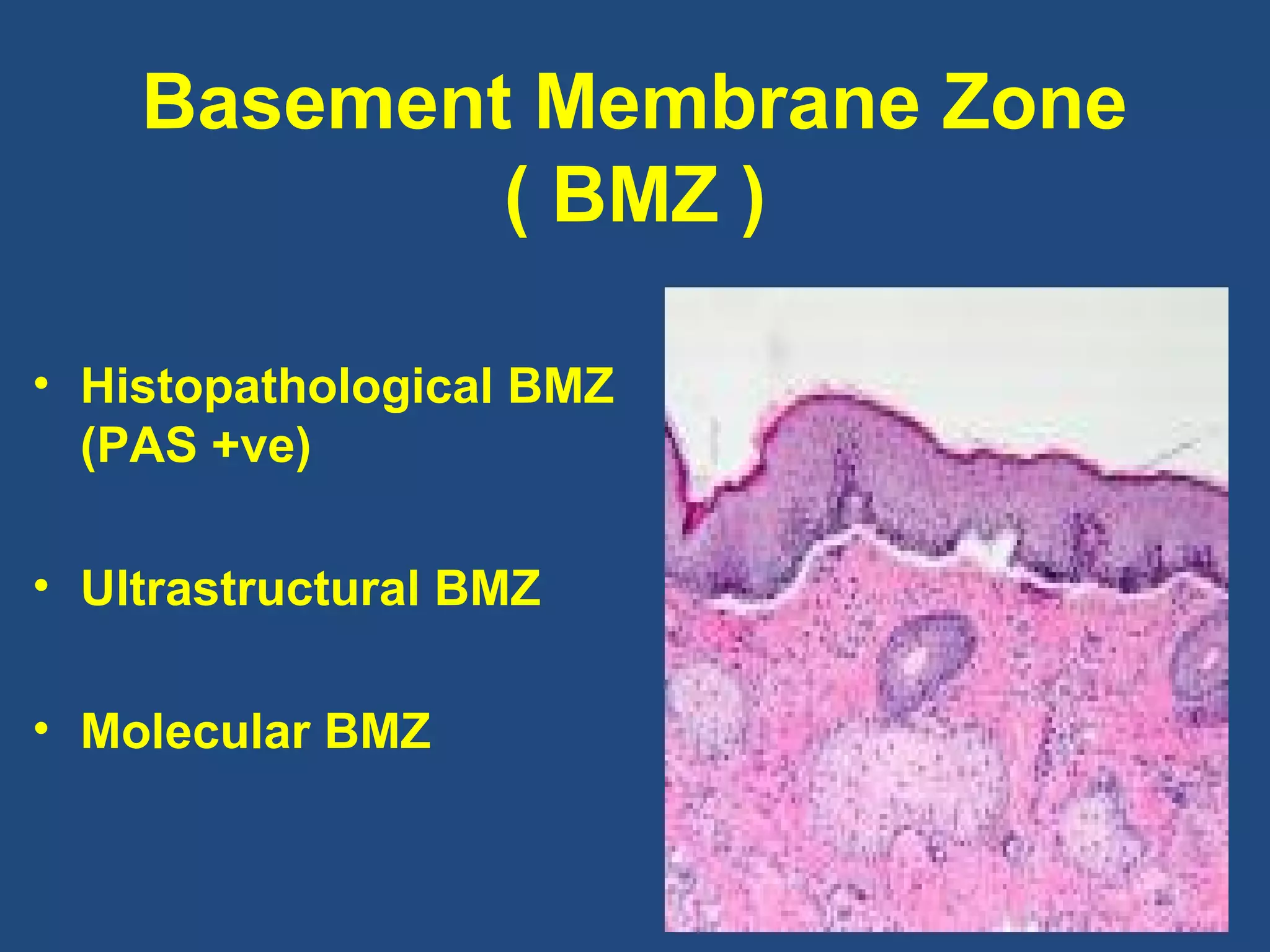 Barrier function & biomechanical properties of the skin | PPT