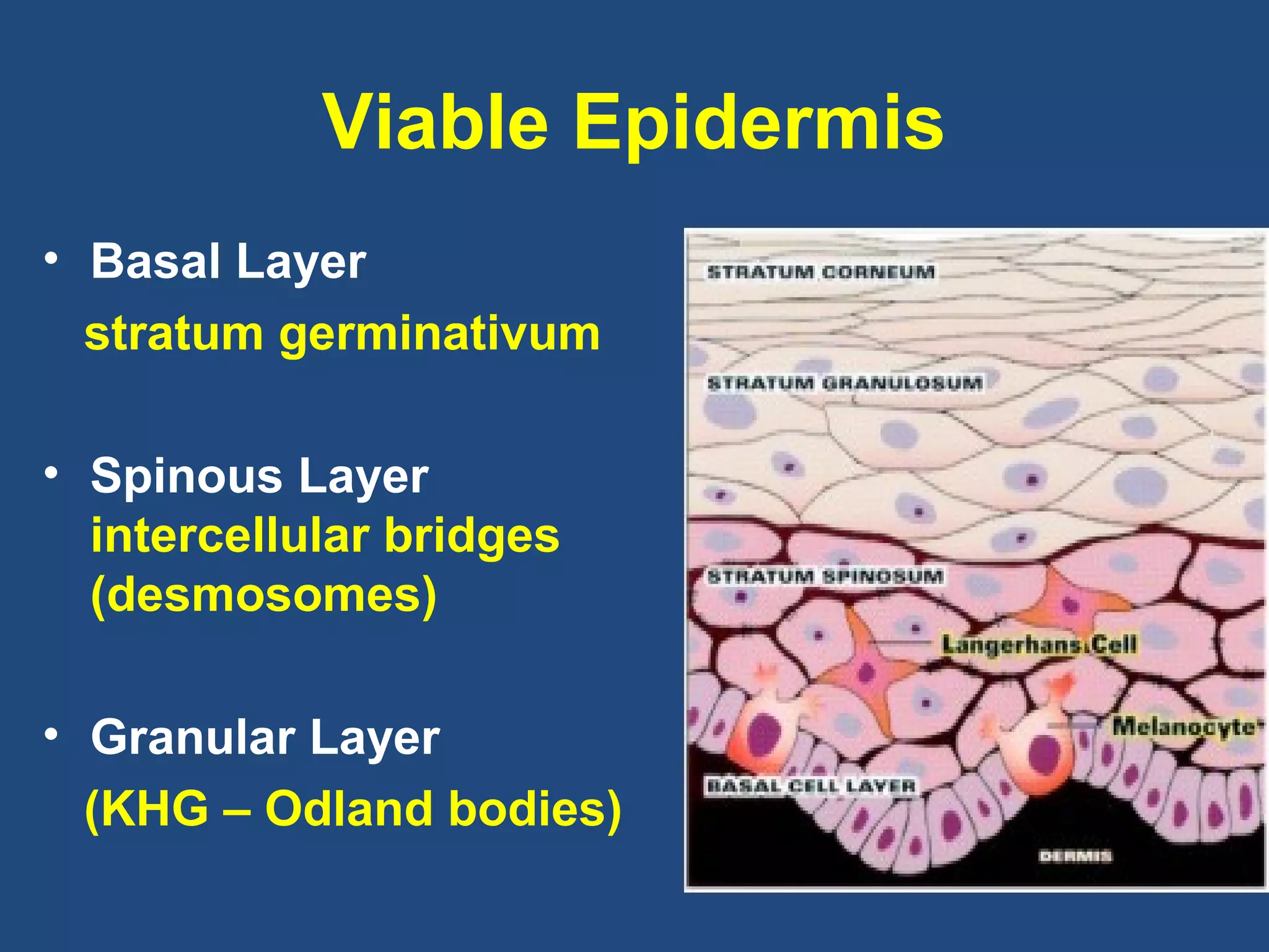 Barrier function & biomechanical properties of the skin | PPT