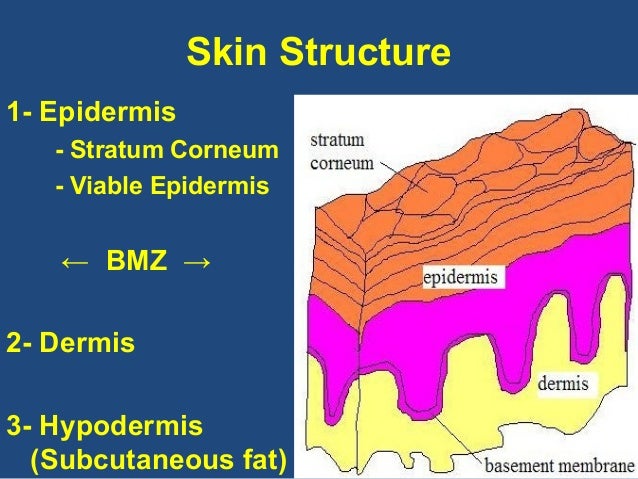 Barrier function & biomechanical properties of the skin