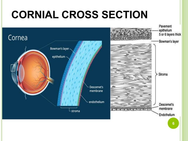 Barriers and routes of occular drug delivery system | PPTX
