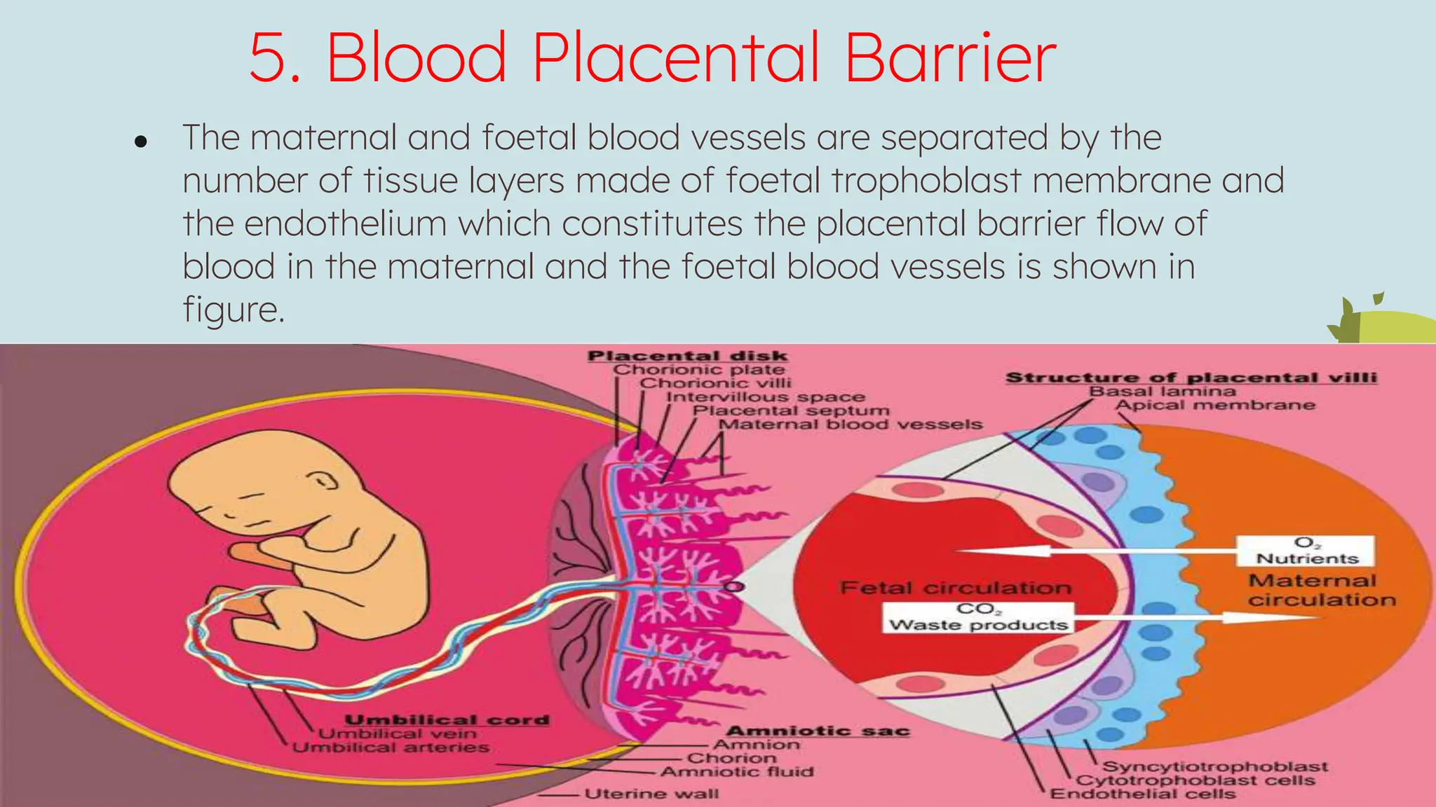 Physiological barriers to diffusion of drugs | PPTX