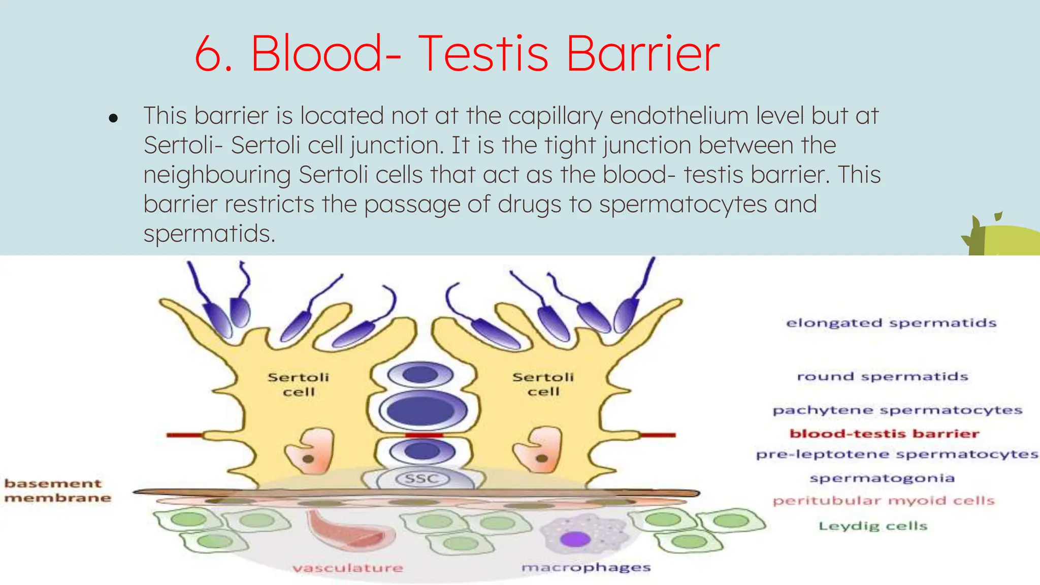 Physiological barriers to diffusion of drugs | PPTX