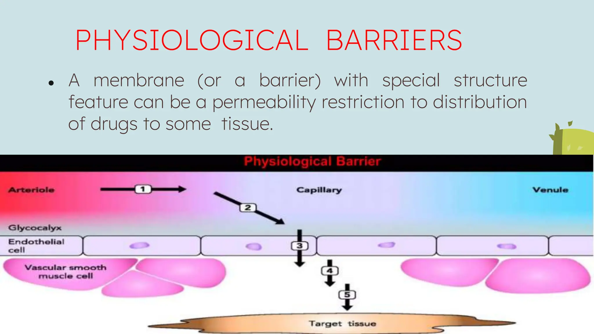Physiological barriers to diffusion of drugs | PPTX
