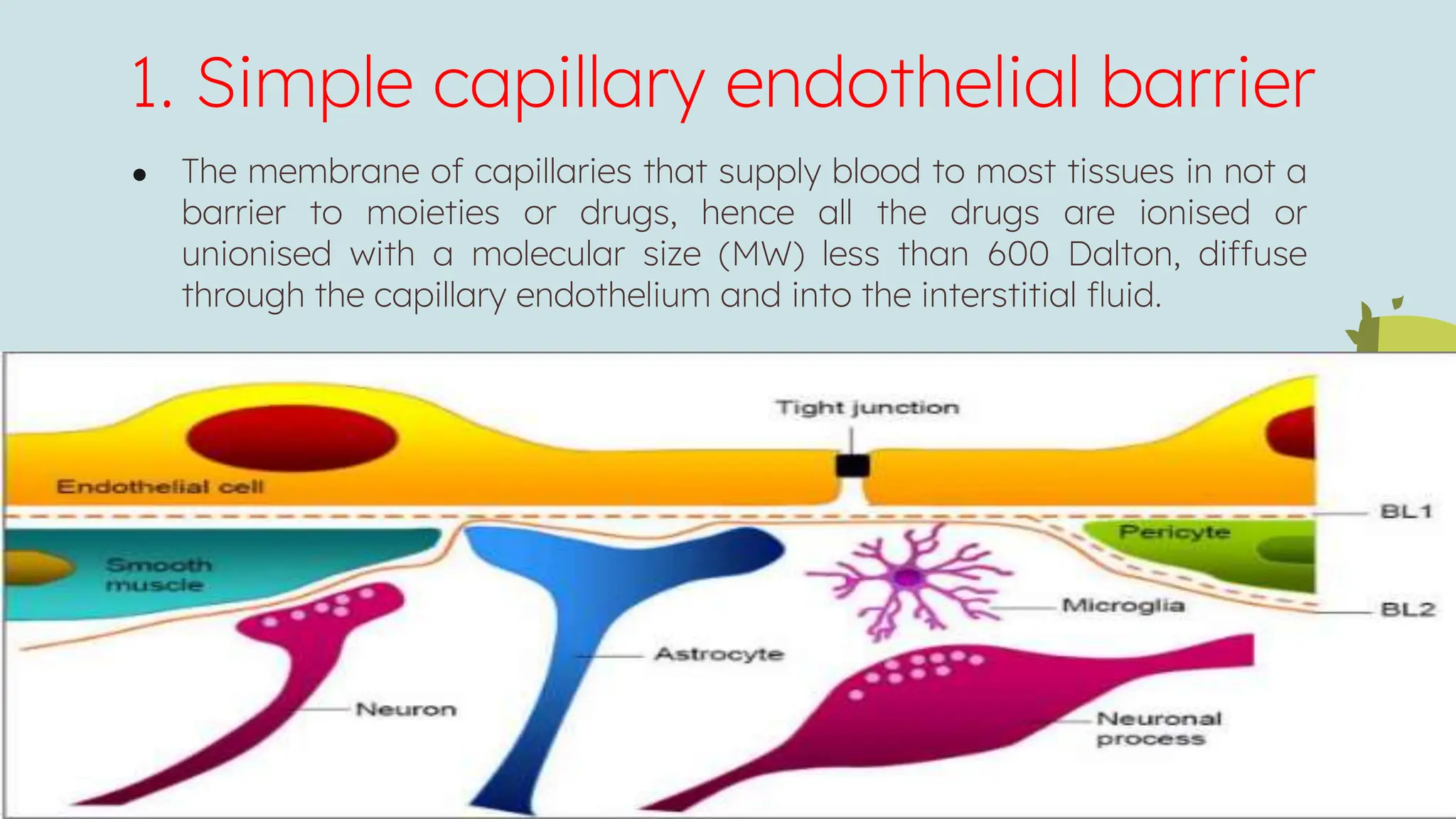 Physiological barriers to diffusion of drugs | PPTX