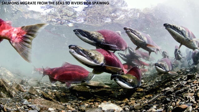 Barriers to Animal Dispersal | PDF | Zoos & Aquariums | Attractions