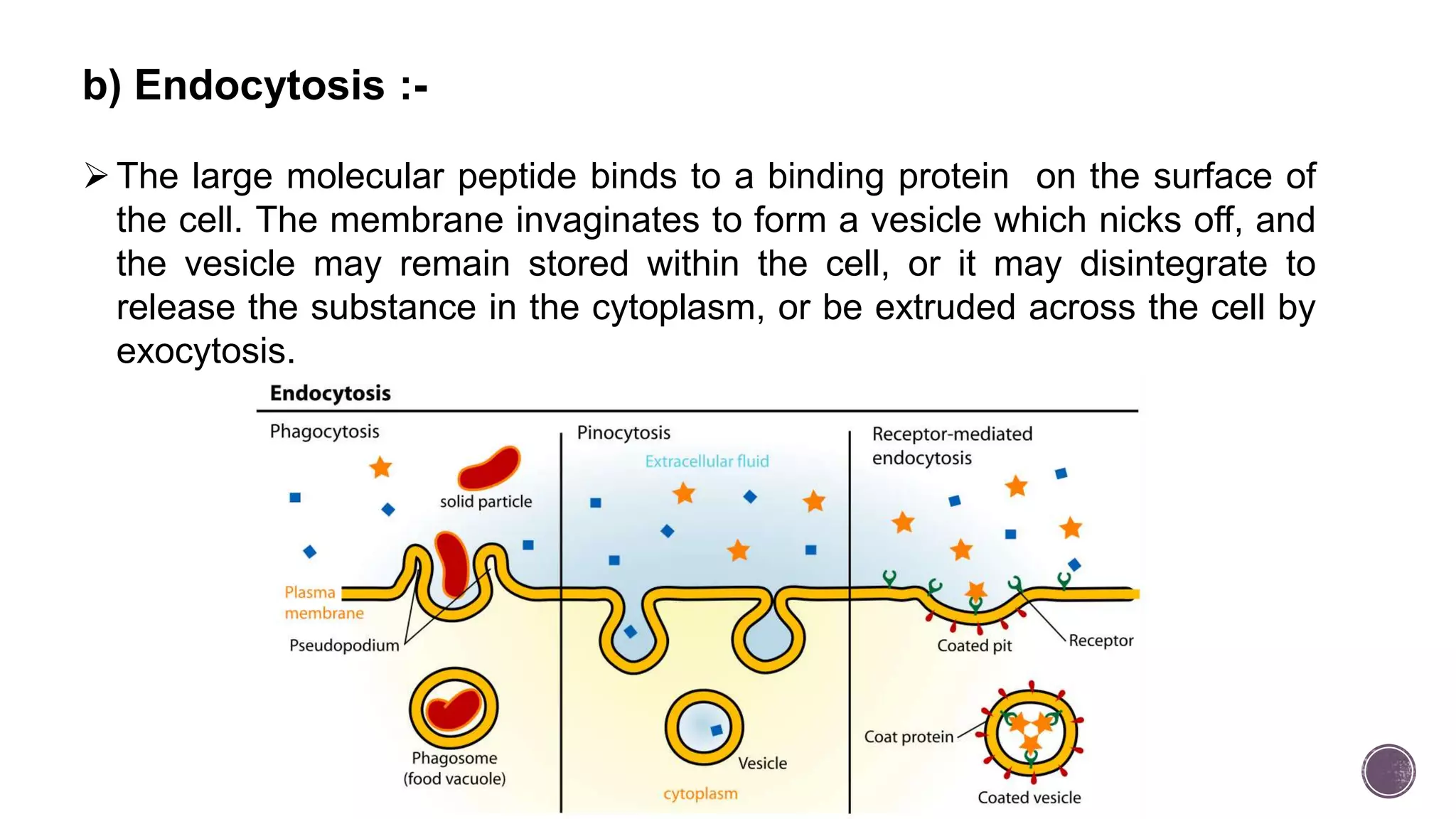 Barriers to protein and peptide delivery.pptx