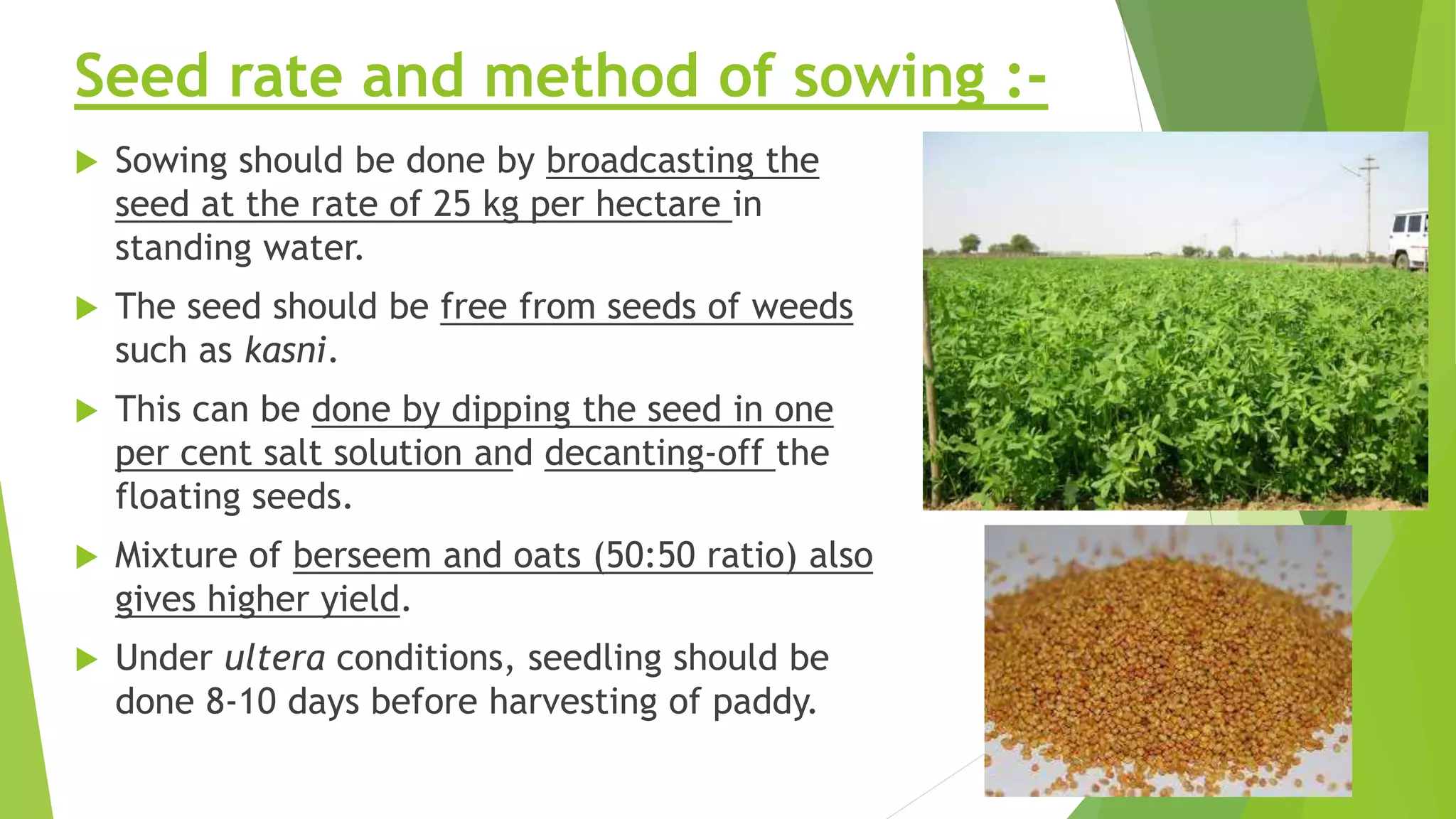 Barseem cultivation | PPTX