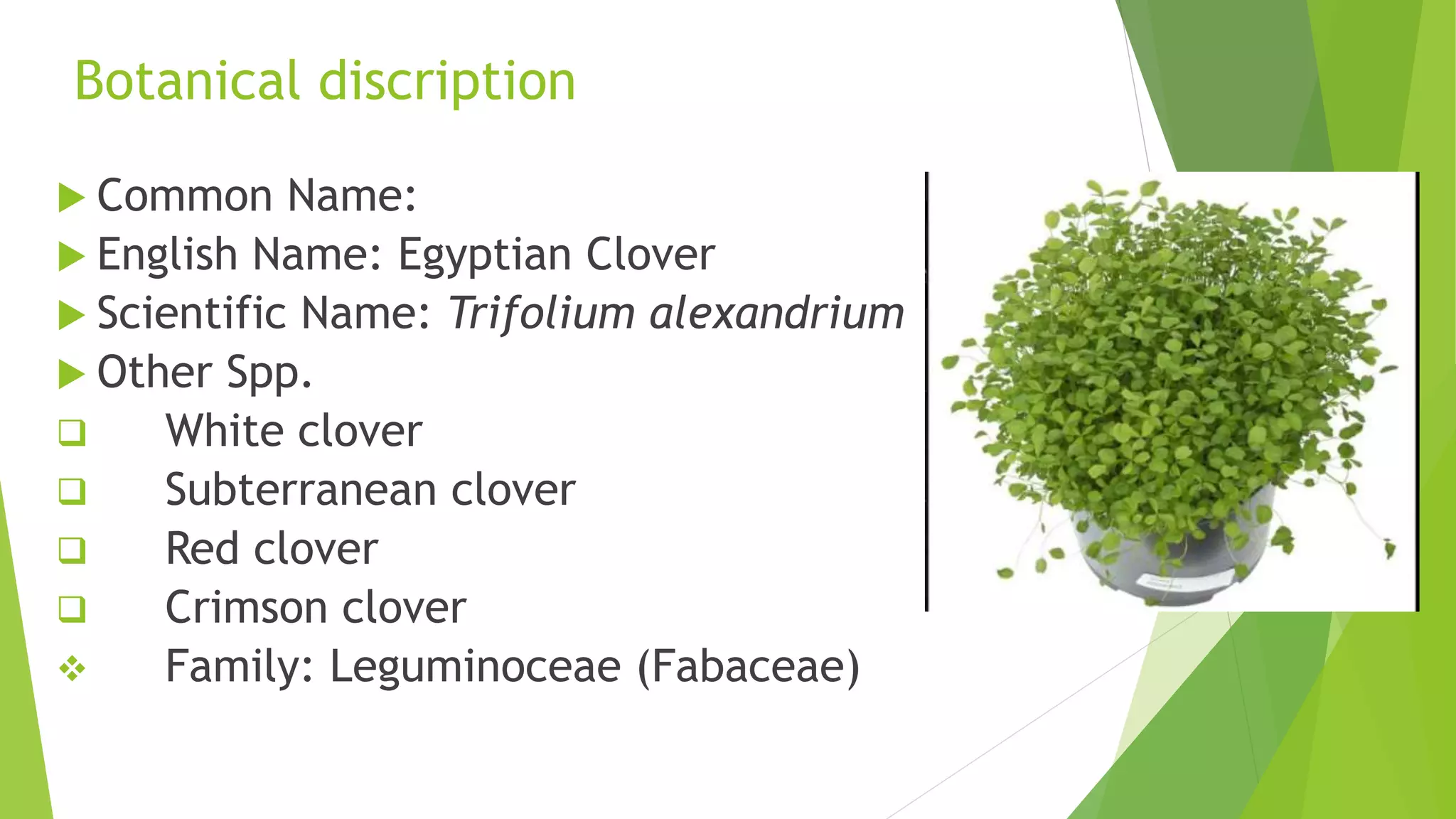 Barseem cultivation | PPTX