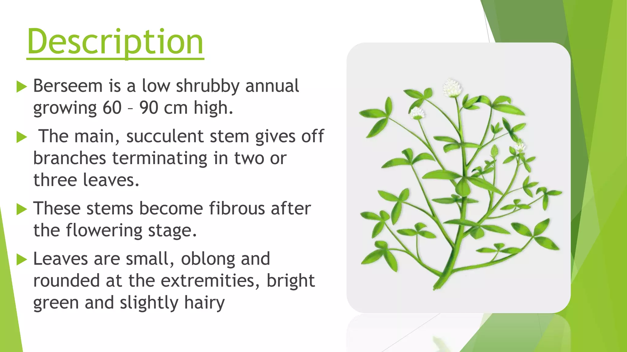 Barseem cultivation | PPTX