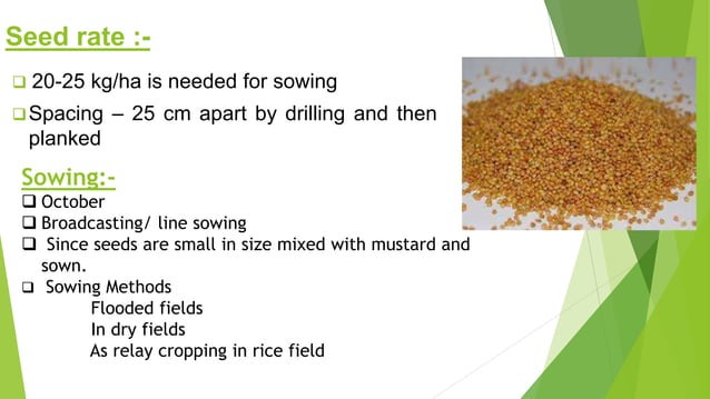 Barseem cultivation | PPTX | Agriculture | Industries