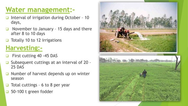 Barseem cultivation | PPTX | Agriculture | Industries