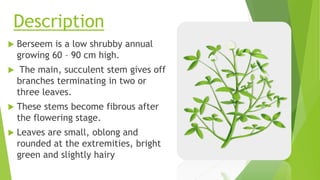 Barseem cultivation | PPTX