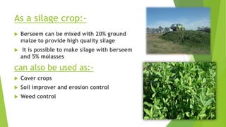 Barseem cultivation | PPTX